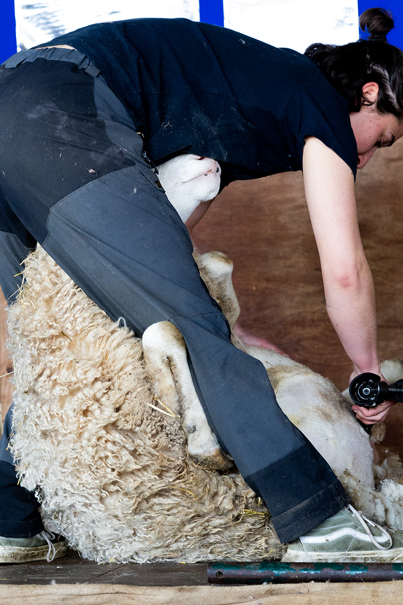 Letter from Paris: La Fête de la Tonte – Modern Daily Knitting