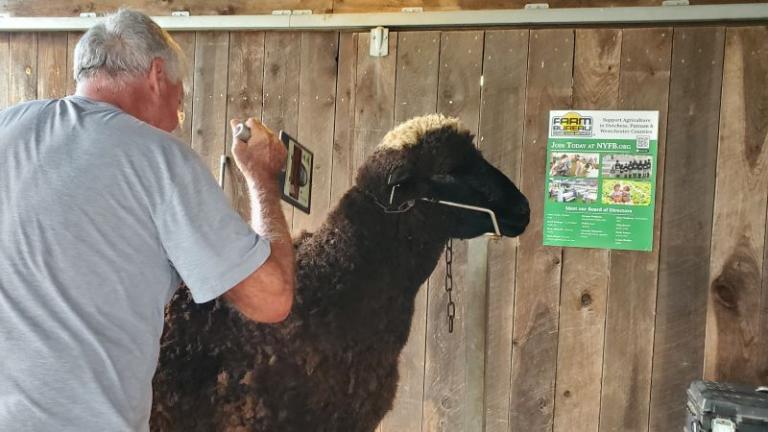 A Sheep of One’s Own: A Brief History of the Rambouillet – Modern Daily ...