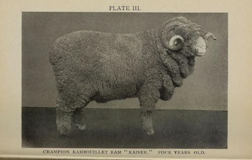 A Sheep of One’s Own: A Brief History of the Rambouillet – Modern Daily ...