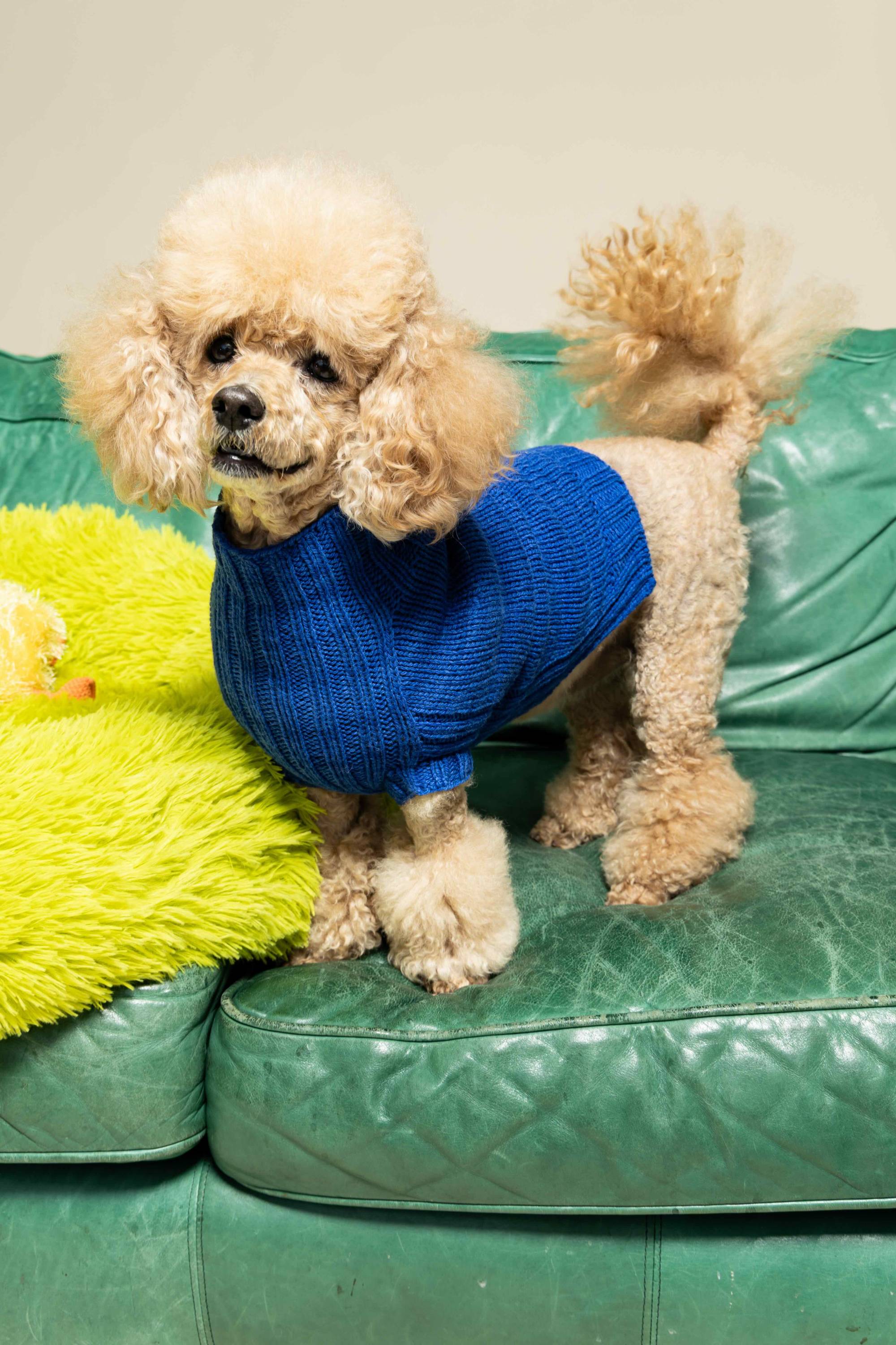 Pooch Models Are Just Like Us – Modern Daily Knitting