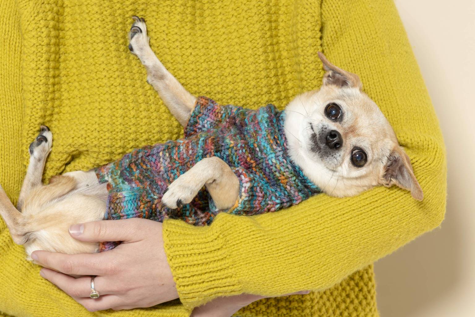 Pooch Models Are Just Like Us – Modern Daily Knitting